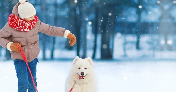 5 Things to Avoid to Help Protect Your Pet Now and Throughout the Year ...