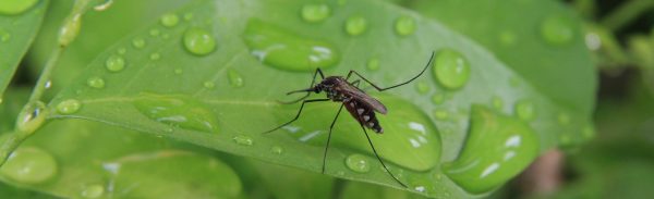 earth-friendly tactics for un-inviting pesky insects to your spring ...